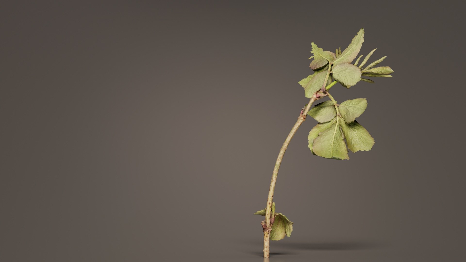 3D Model Sambucus Racemosa Red Elderberry Viburnaceae Sprout 4 ...