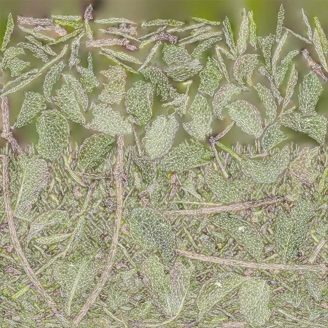 3D Model Sambucus Racemosa Red Elderberry Viburnaceae Sprout 4 ...