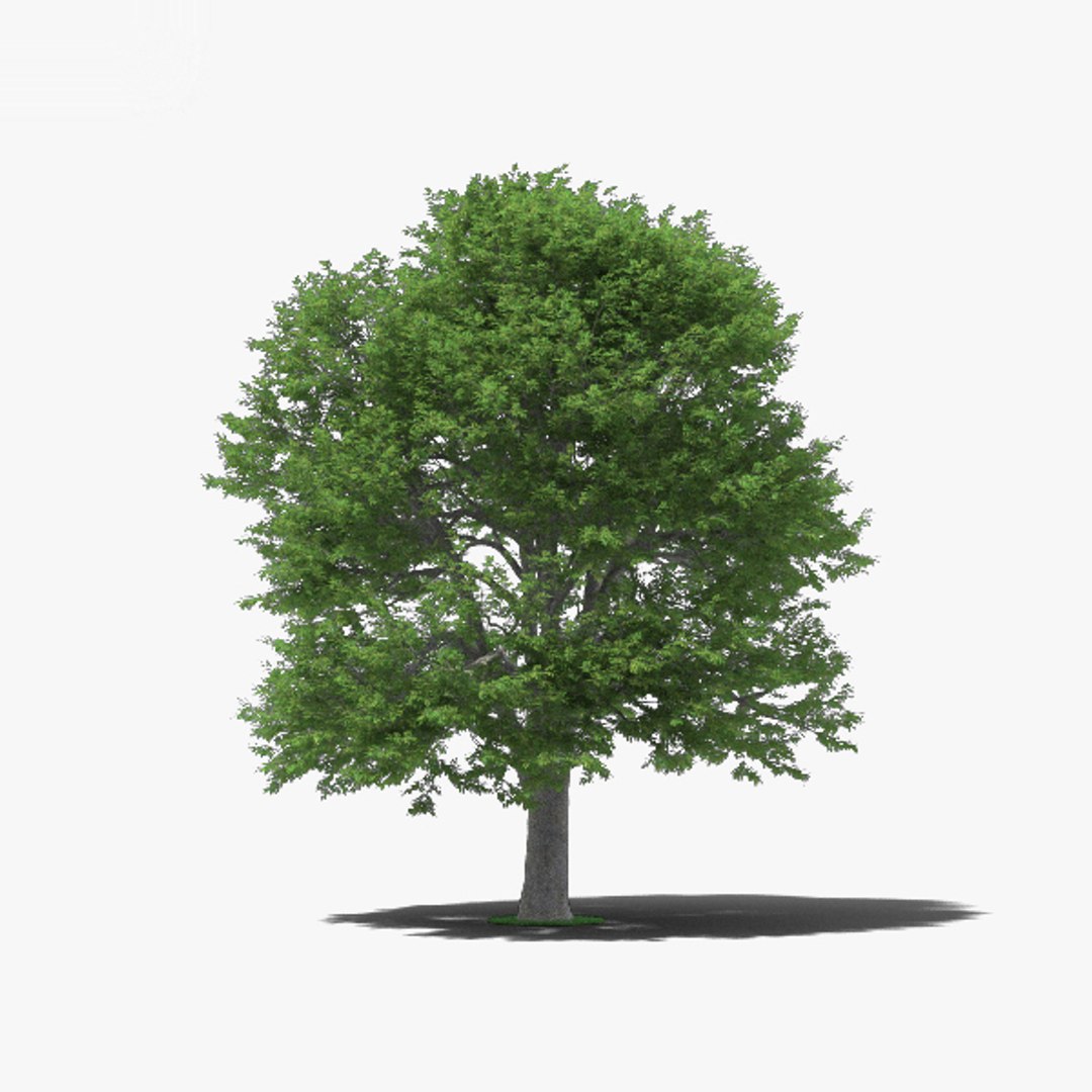 European beech 3D model - TurboSquid 1533557