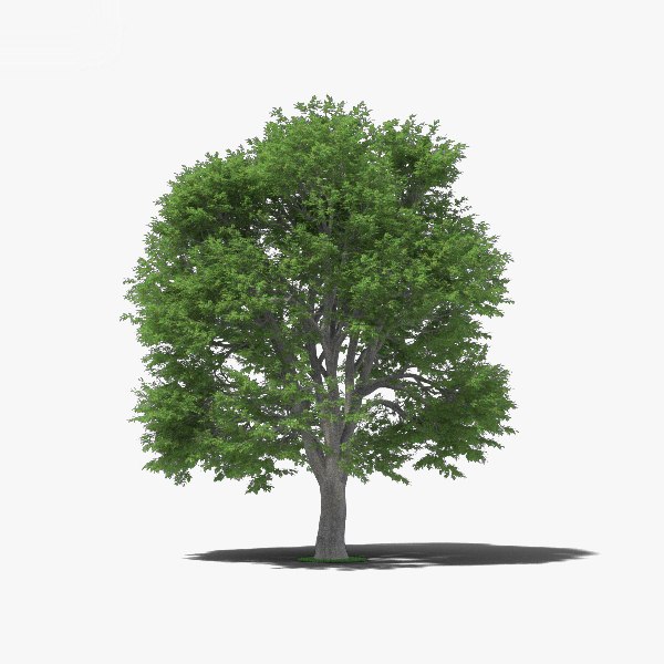 Beech 3D Models for Download | TurboSquid