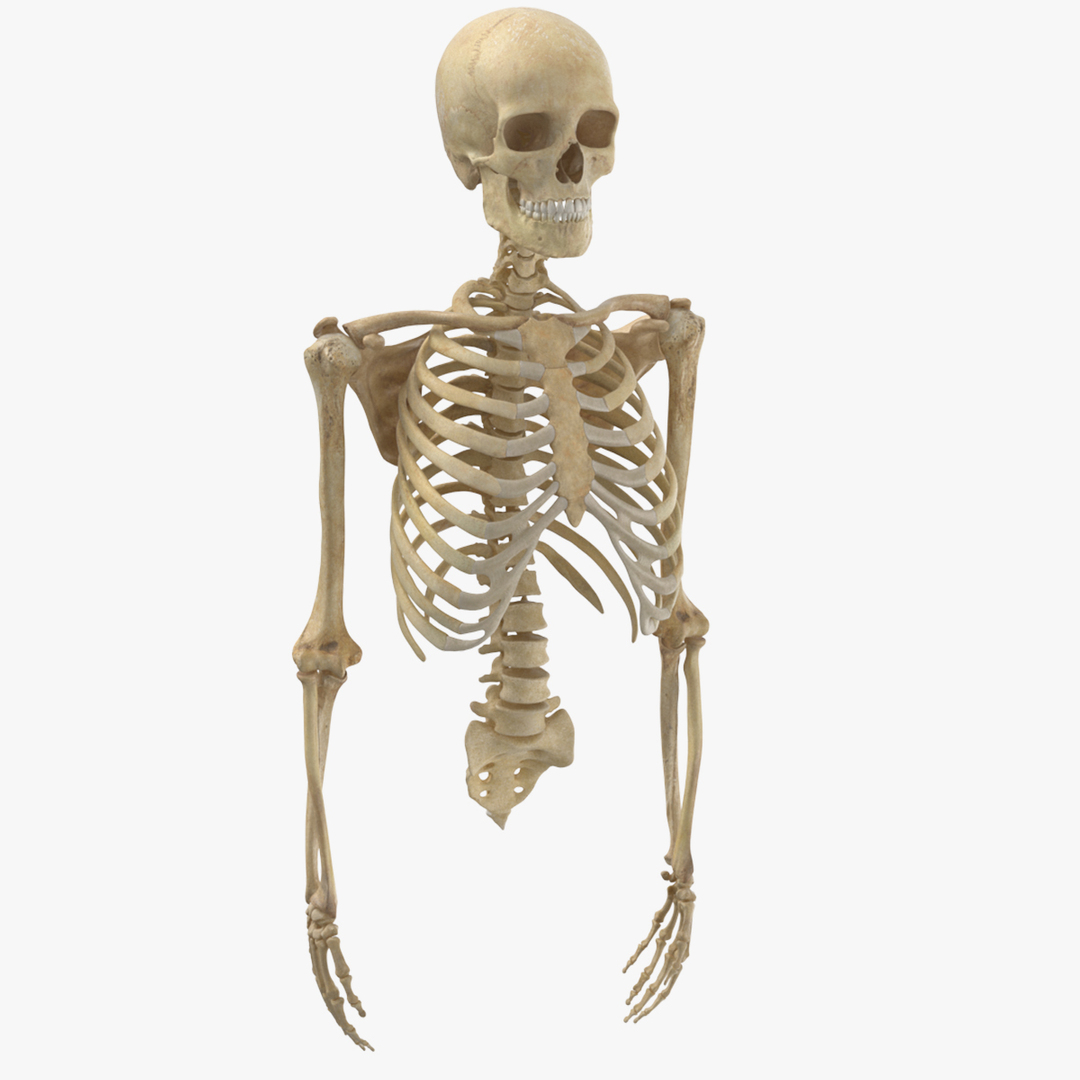 Real human rib cage 3D - TurboSquid 1641682