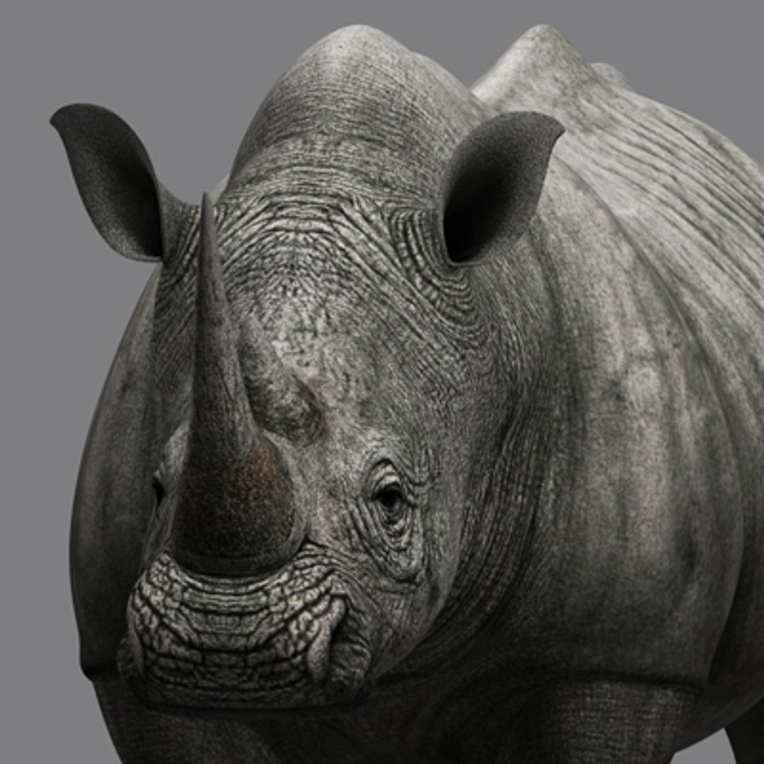 3d rhino model