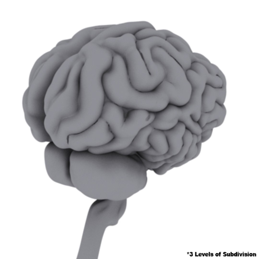 3d Model Think Brain Brainstem