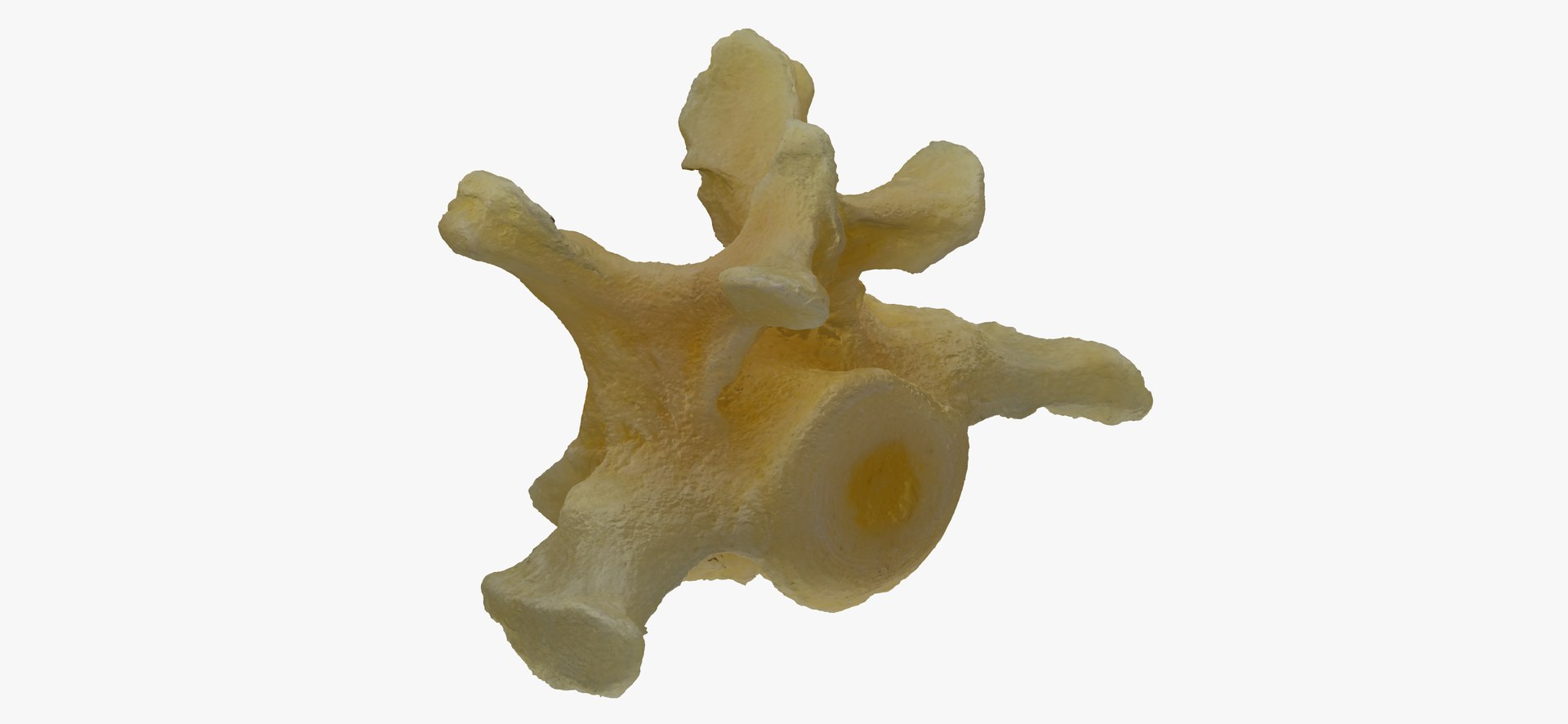 Pavian Monkey Male Caudal Vertebrae Cd1 RAW Scan 3D Model - TurboSquid ...