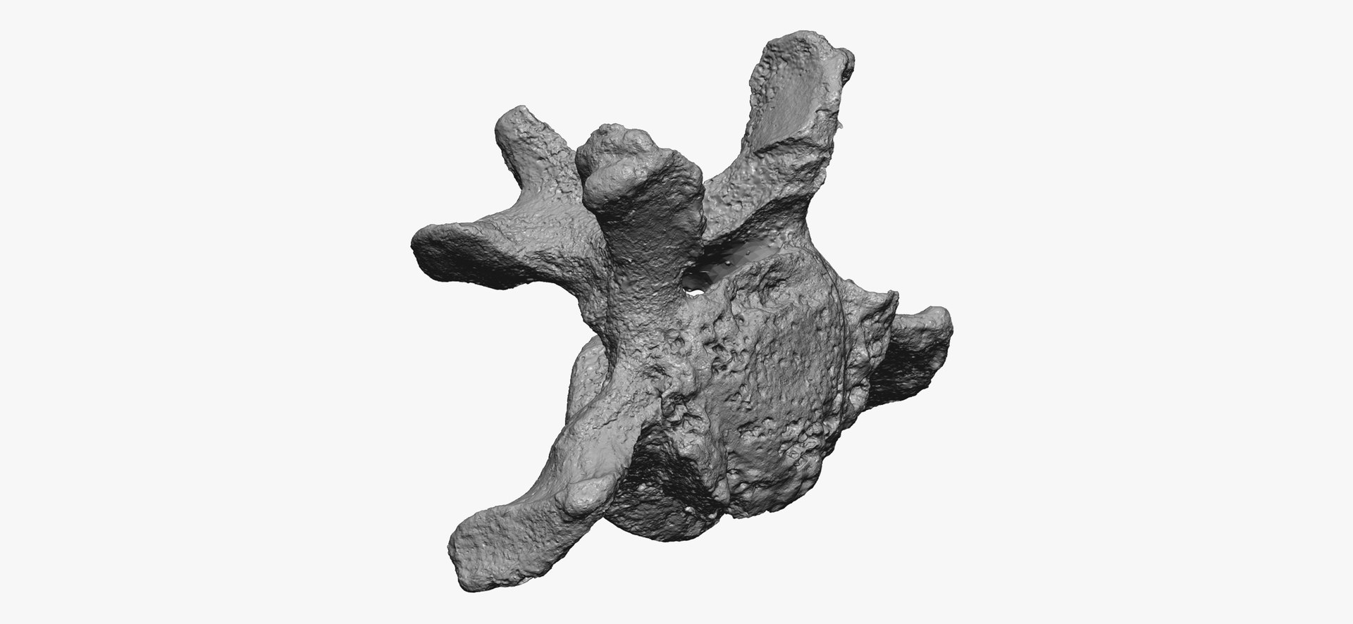 Pavian Monkey Male Caudal Vertebrae Cd1 RAW Scan 3D Model - TurboSquid ...