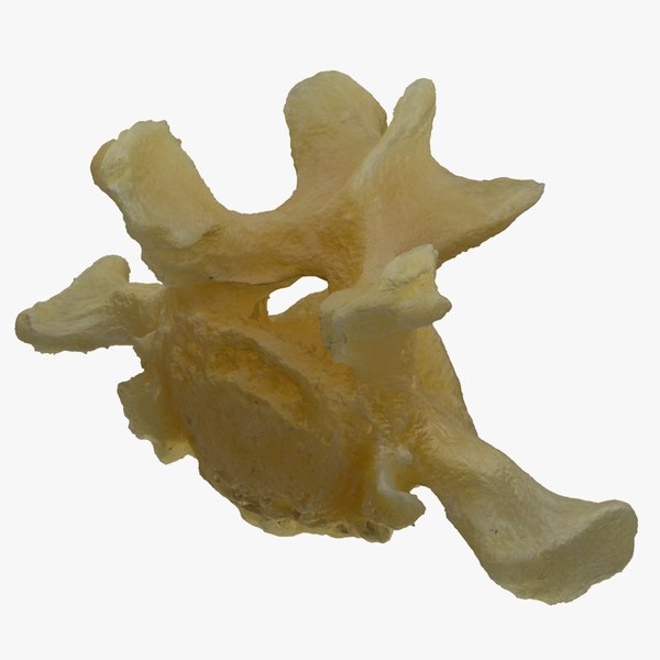 modelo 3d Escaneo RAW Cd1 de vértebras caudales masculinas de mono ...