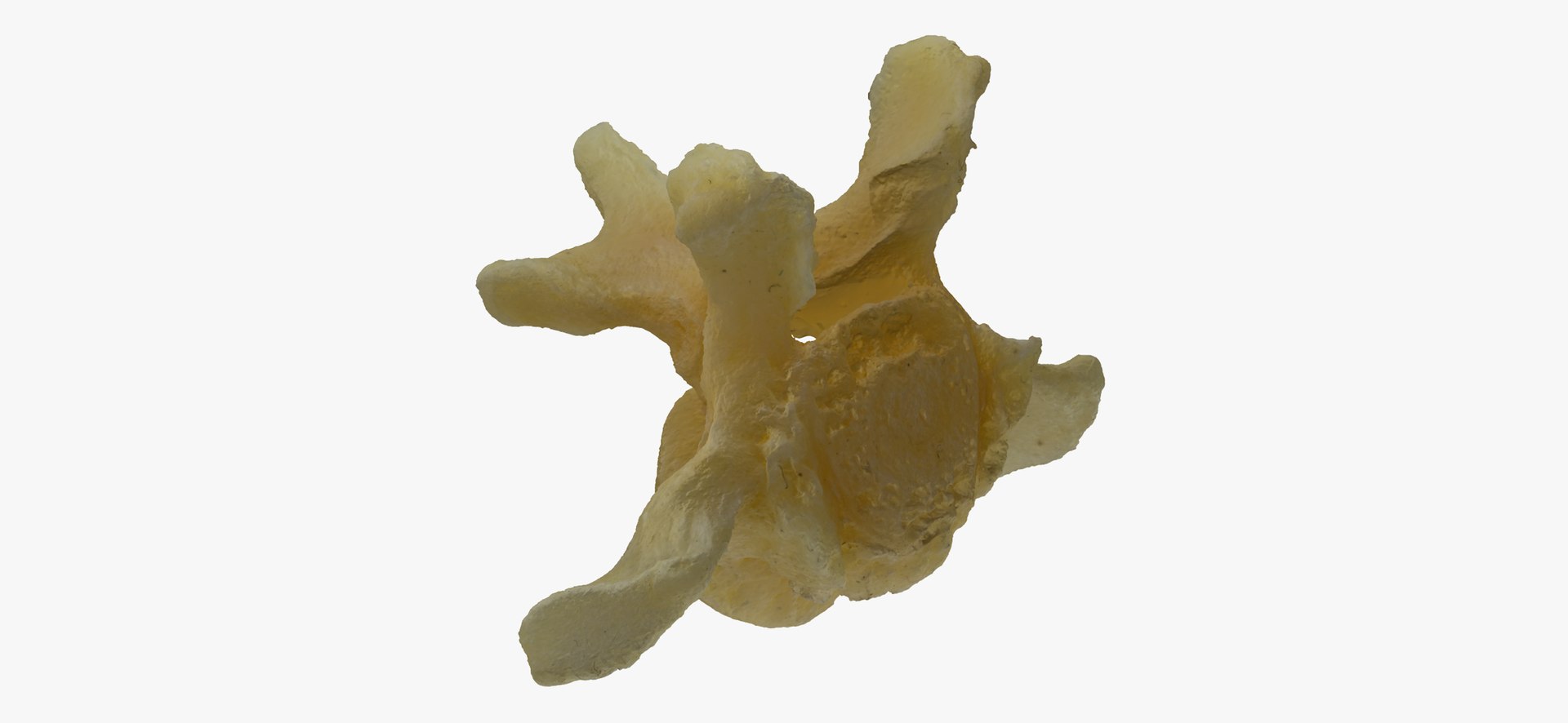 Pavian Monkey Male Caudal Vertebrae Cd1 RAW Scan 3D Model - TurboSquid ...