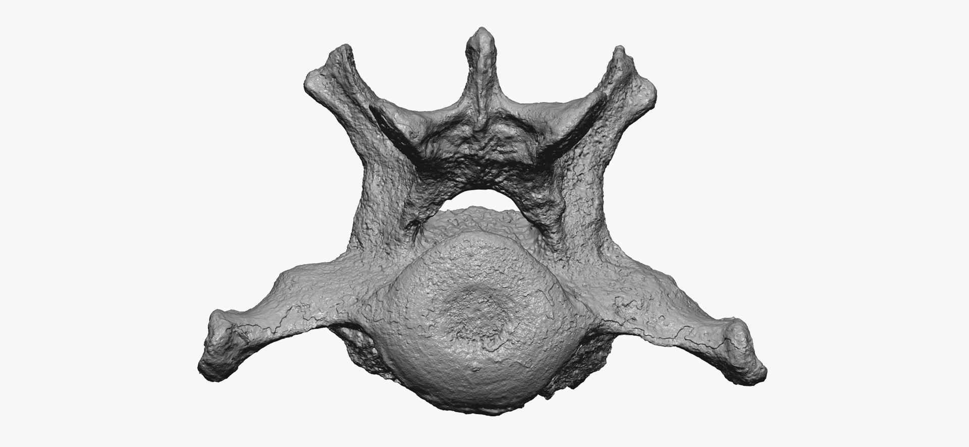 Pavian Monkey Male Caudal Vertebrae Cd1 RAW Scan 3D Model - TurboSquid ...