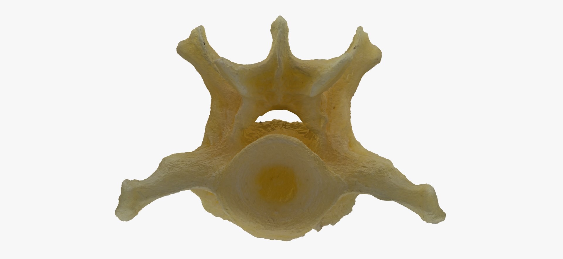 Pavian Monkey Male Caudal Vertebrae Cd1 RAW Scan 3D Model - TurboSquid ...