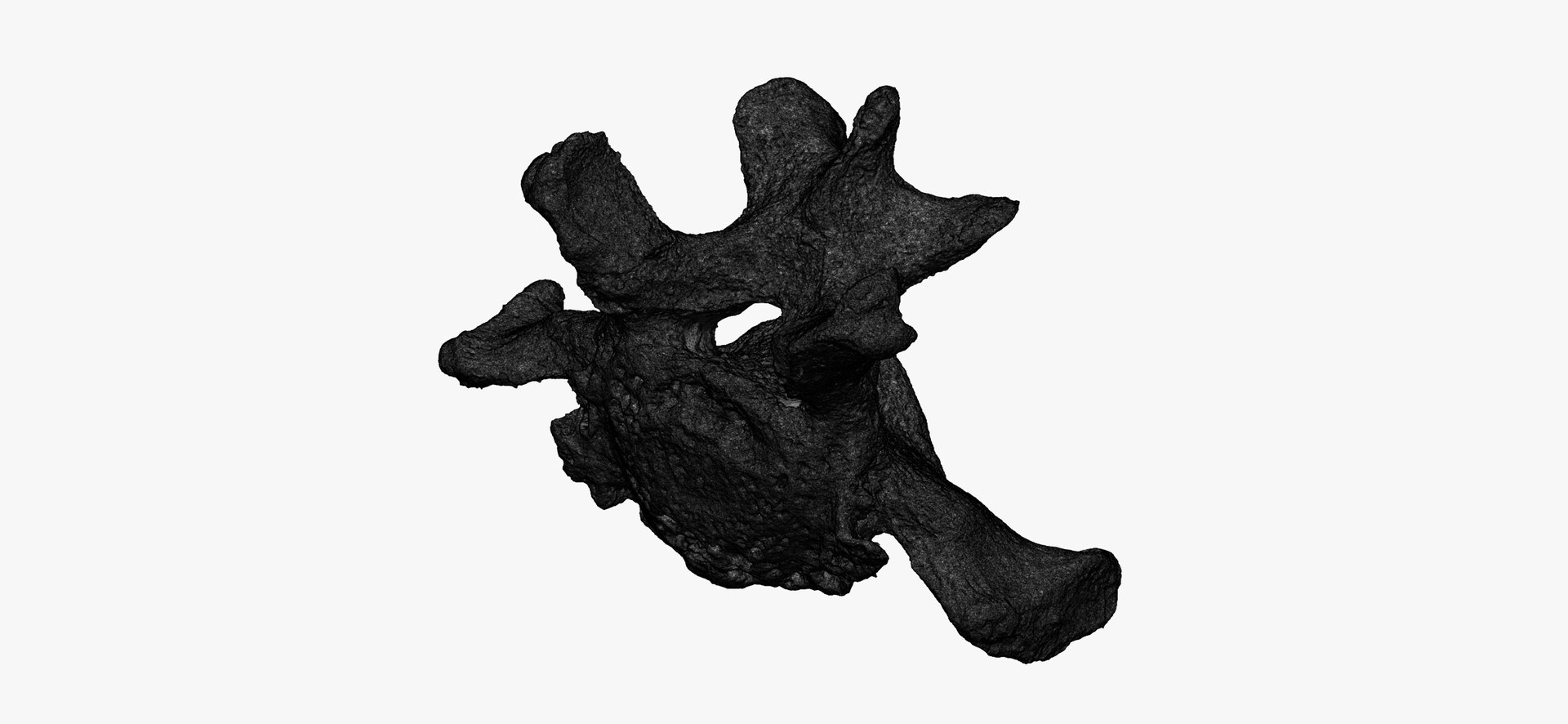 Pavian Monkey Male Caudal Vertebrae Cd1 RAW Scan 3D Model - TurboSquid ...