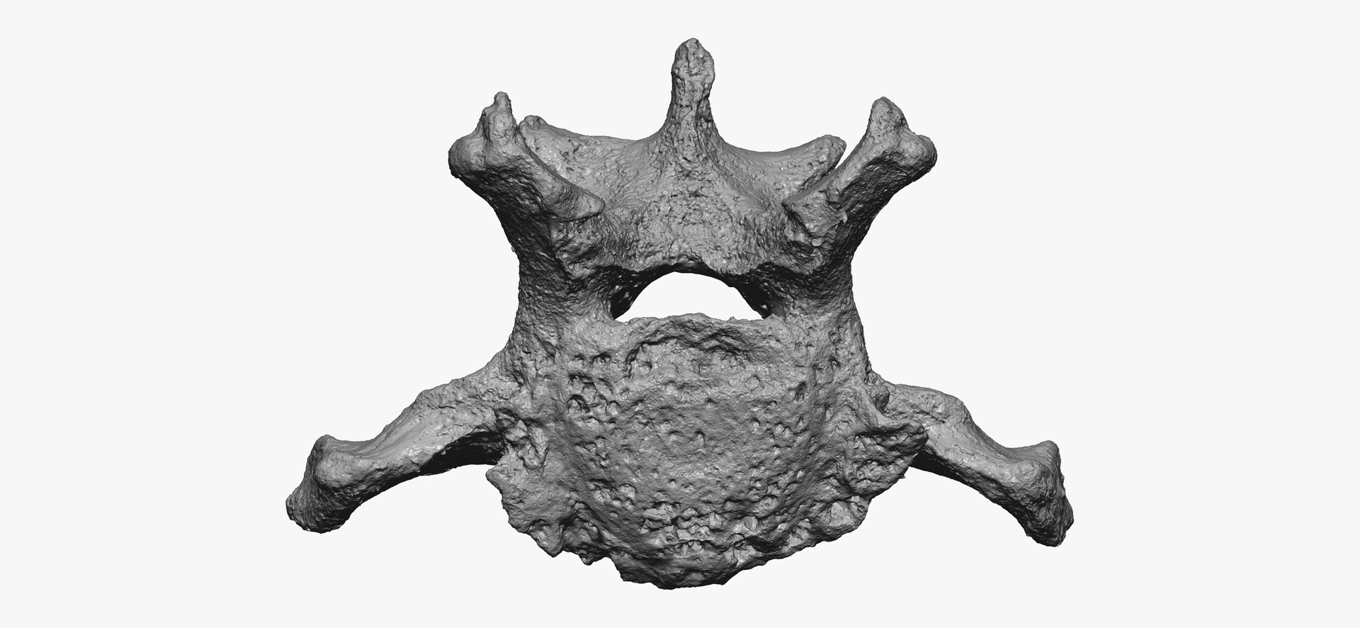 Pavian Monkey Male Caudal Vertebrae Cd1 RAW Scan 3D Model - TurboSquid ...