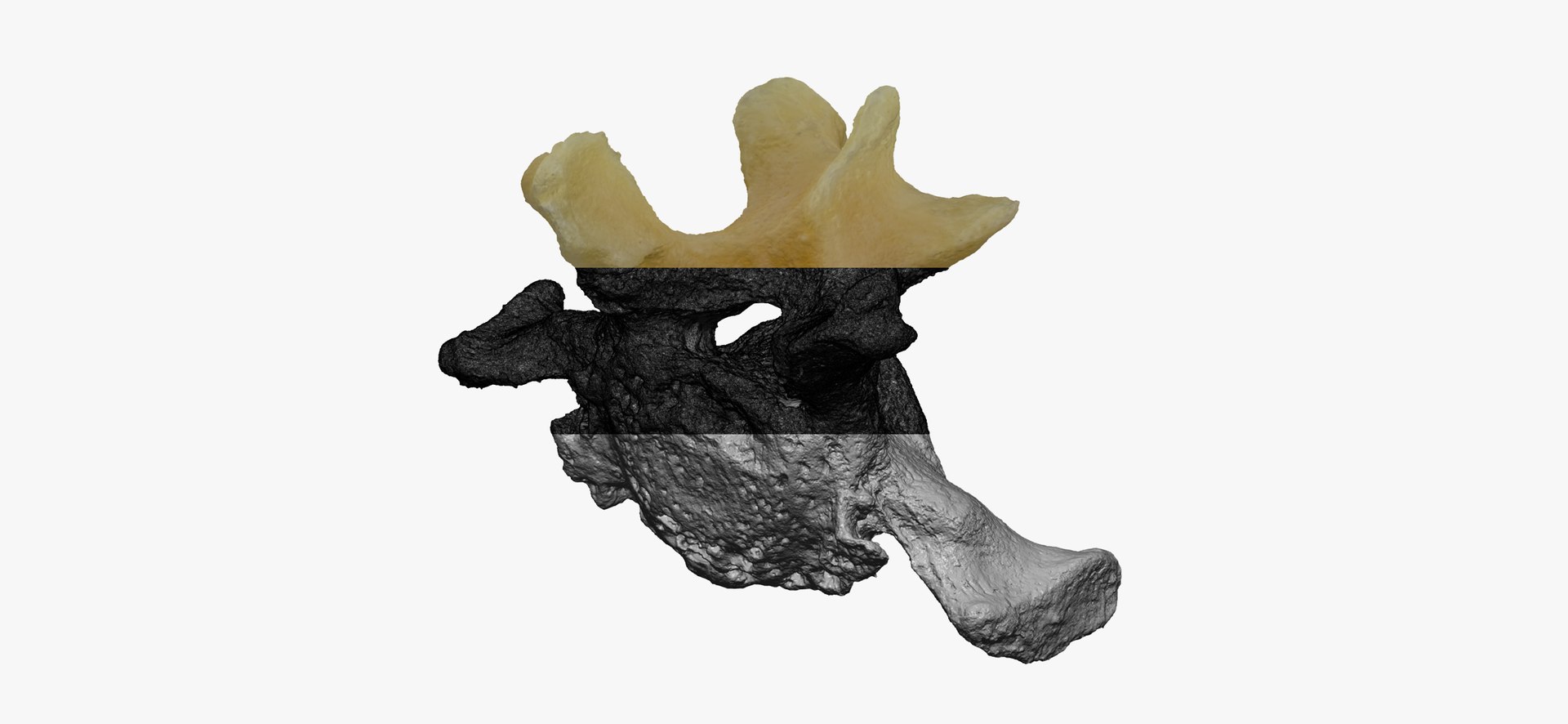 Pavian Monkey Male Caudal Vertebrae Cd1 RAW Scan 3D Model - TurboSquid ...