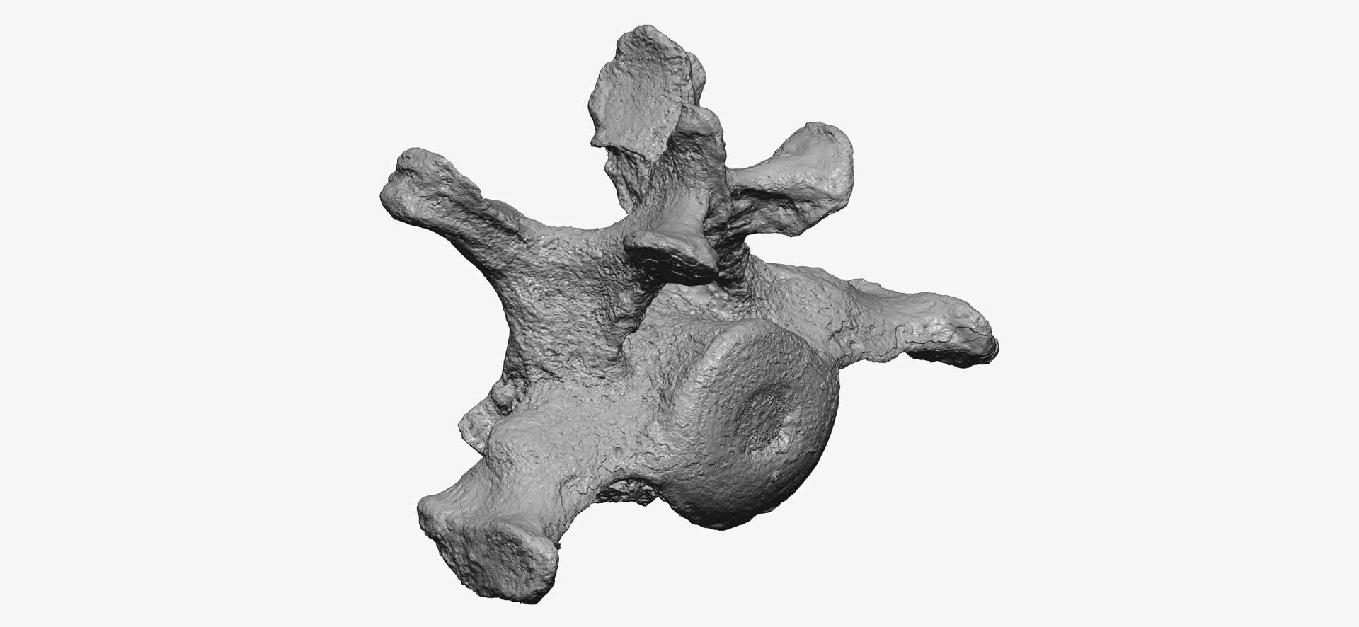 Pavian Monkey Male Caudal Vertebrae Cd1 RAW Scan 3D Model - TurboSquid ...