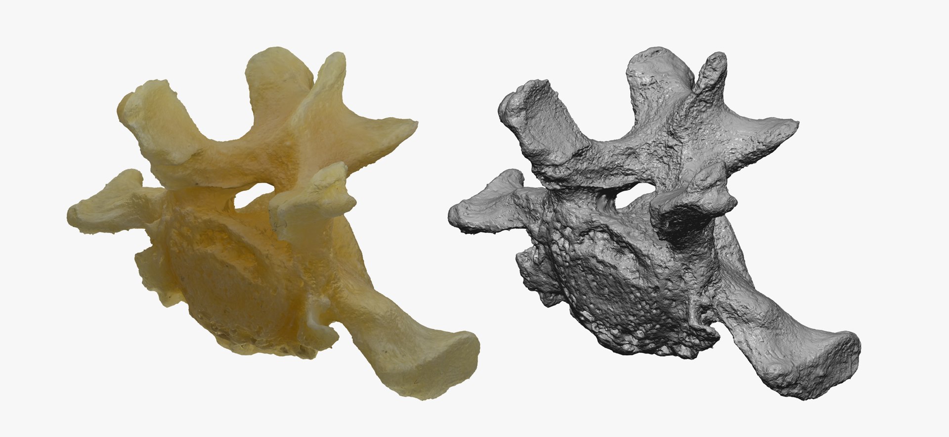Pavian Monkey Male Caudal Vertebrae Cd1 RAW Scan 3D Model - TurboSquid ...