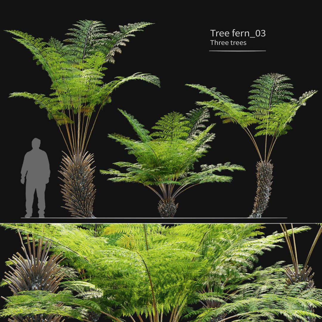 Tree Fern 03 Model - TurboSquid 1936686
