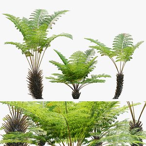 Fern Plant 3D Model - TurboSquid 1949924