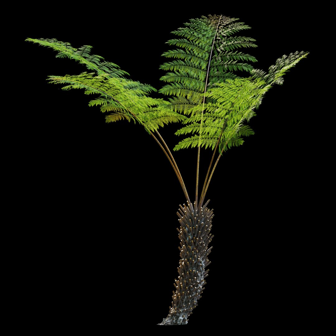 Tree Fern 03 Model - TurboSquid 1936686