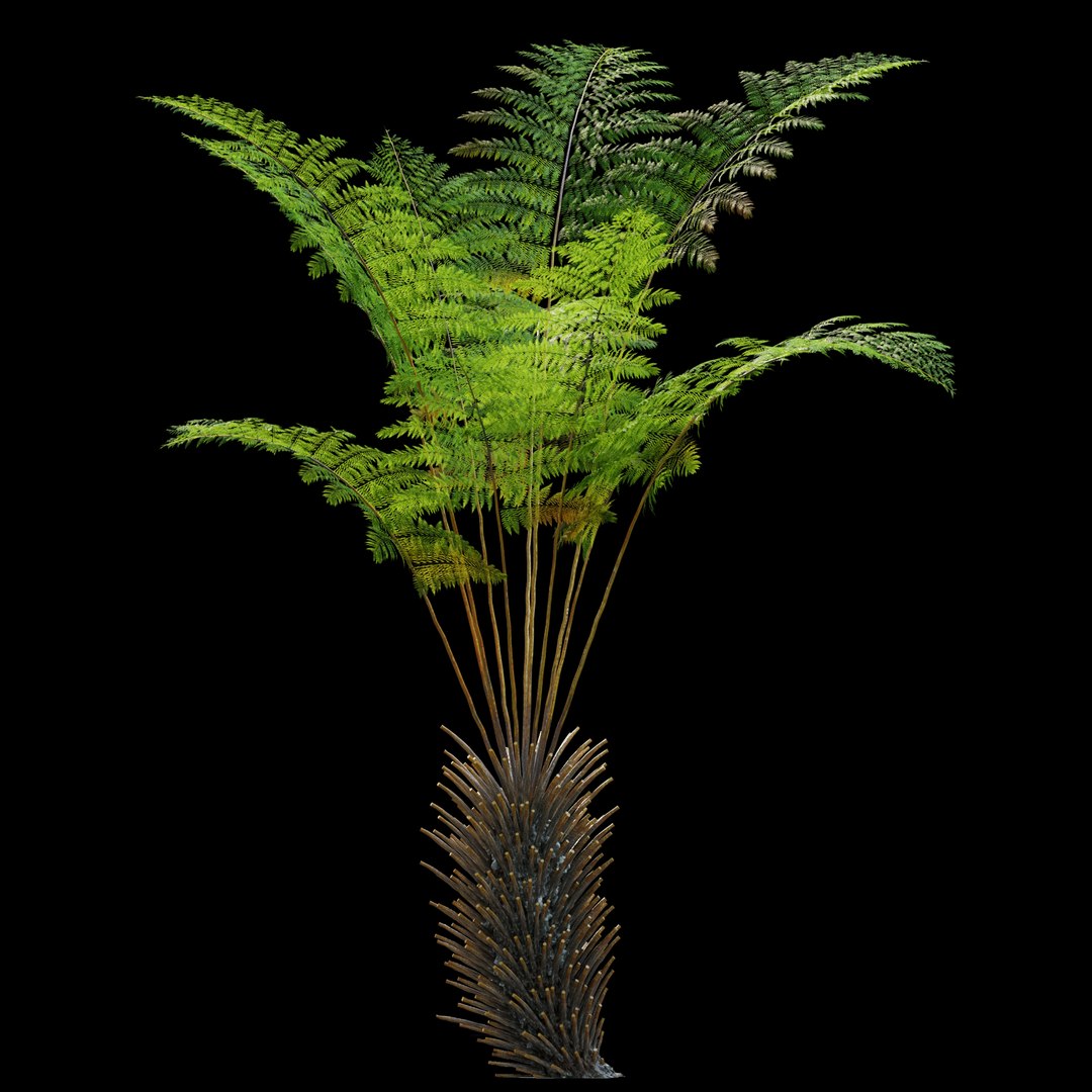 Tree Fern 03 Model - TurboSquid 1936686