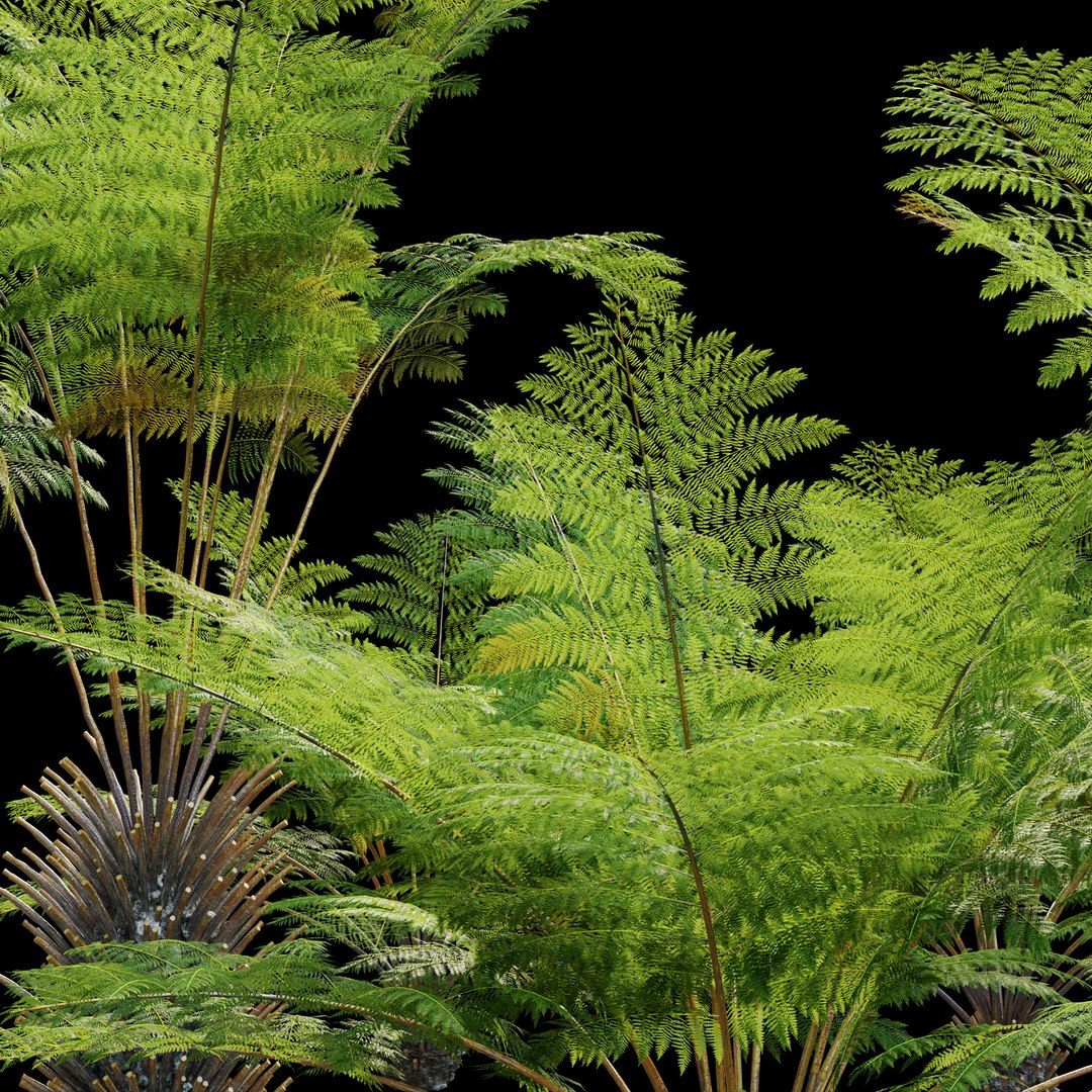 Tree Fern 03 Model - TurboSquid 1936686