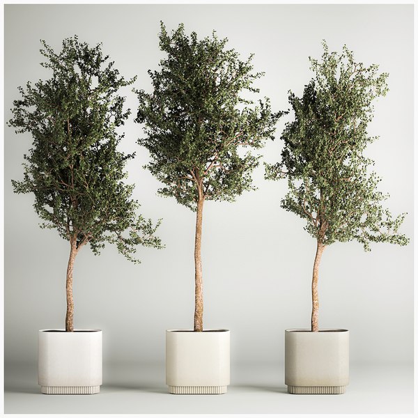 3D Trees In Concrete Vases And Pots For Exterior 1130 - TurboSquid 1975528