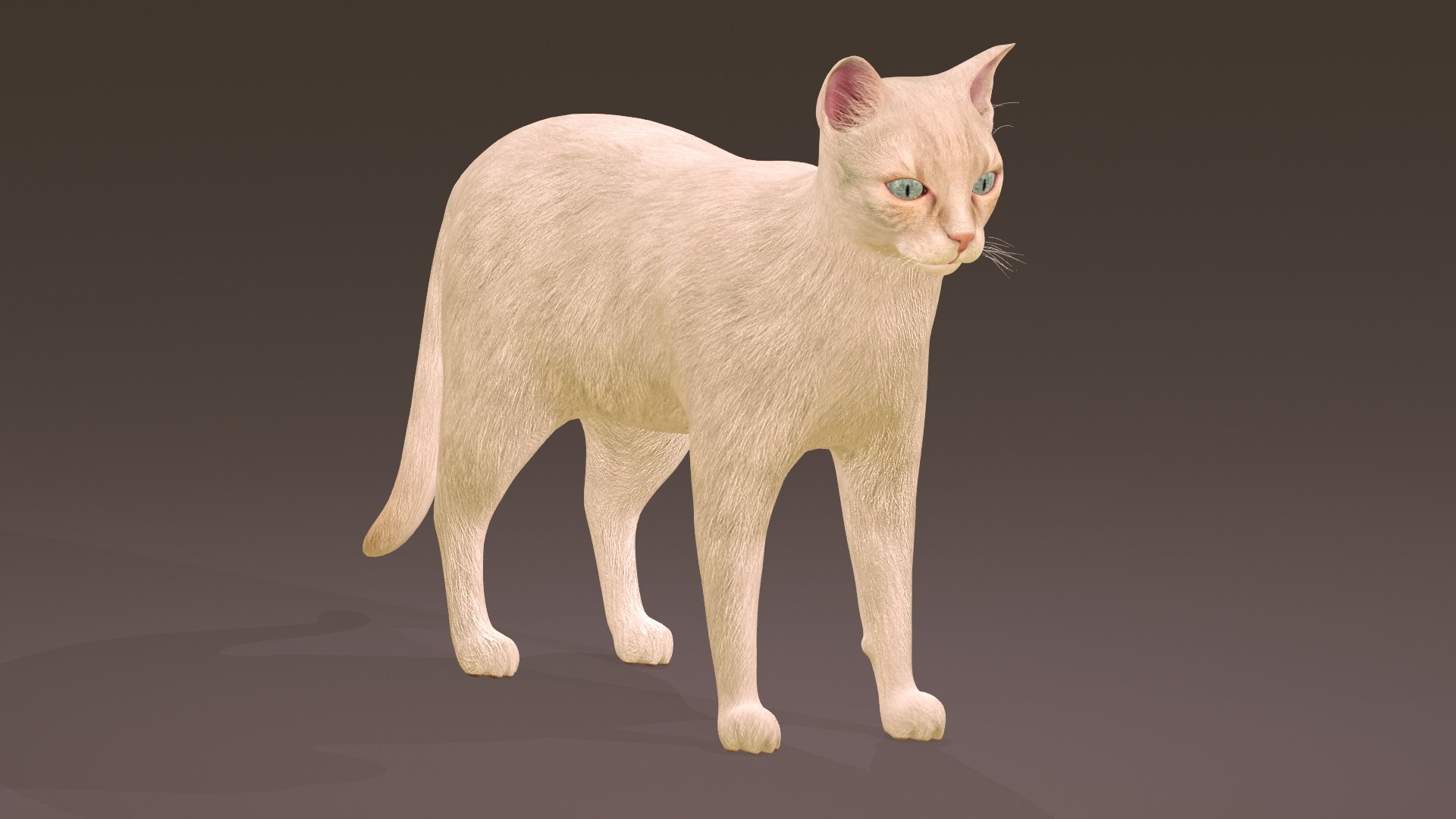 3D Model Cat Collection 3 - TurboSquid 1873804