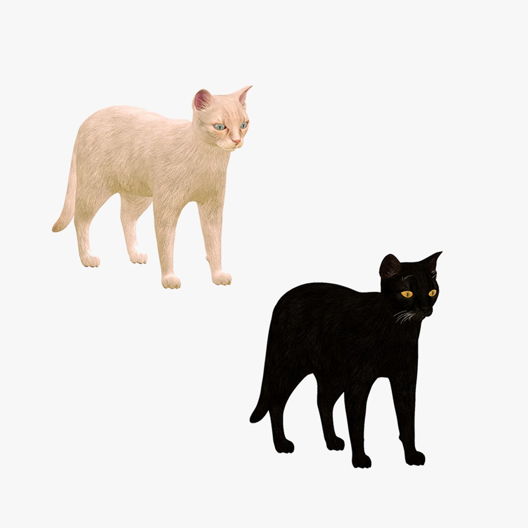3D Model Cat Collection 3 - TurboSquid 1873804