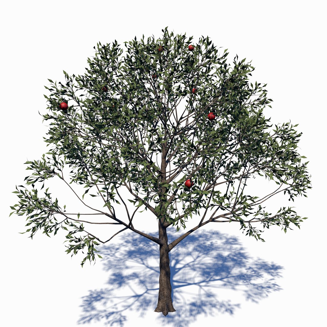 3D apple tree - TurboSquid 1289553