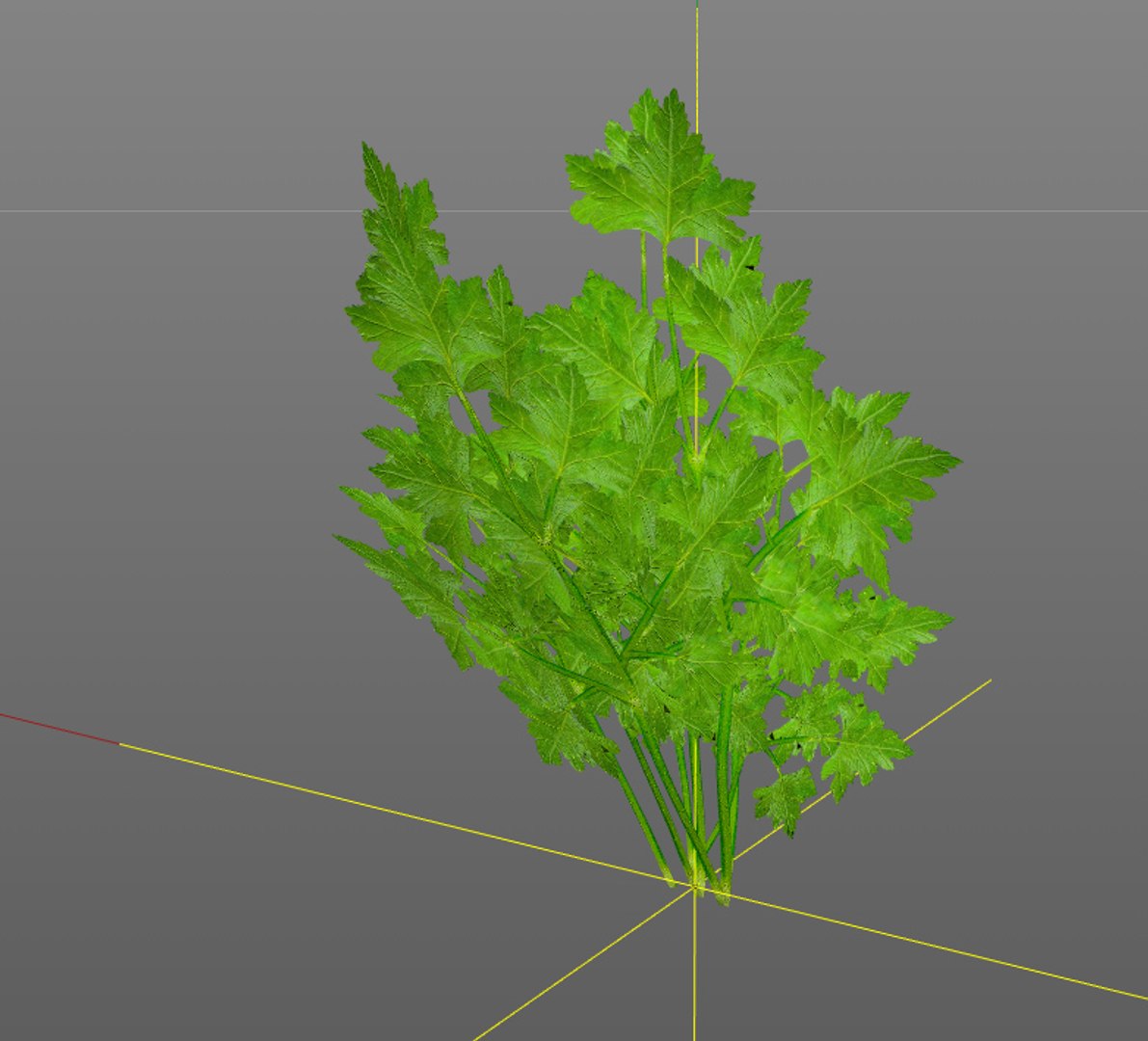 Parsley 3D Model - TurboSquid 1544554