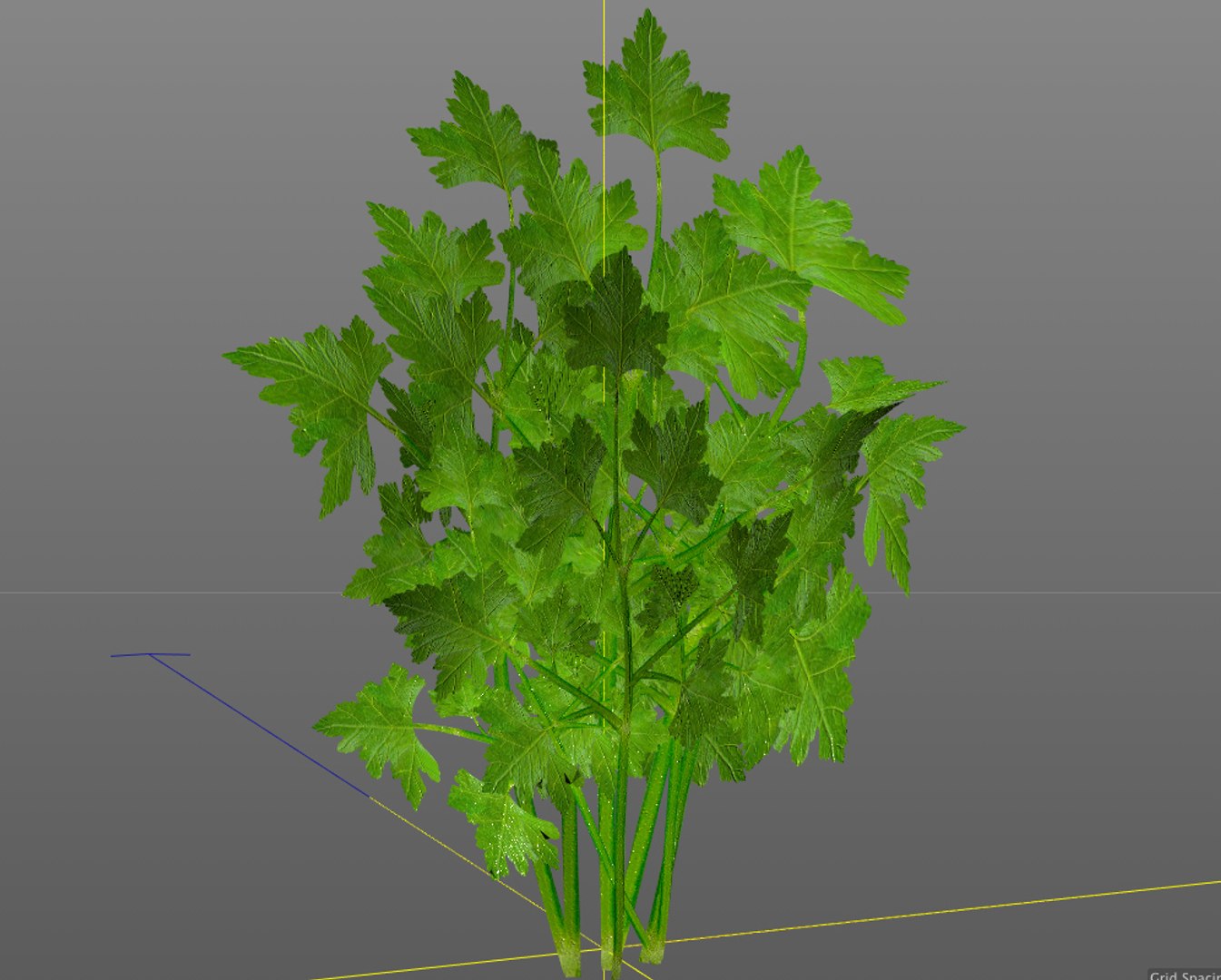 Parsley 3D Model - TurboSquid 1544554