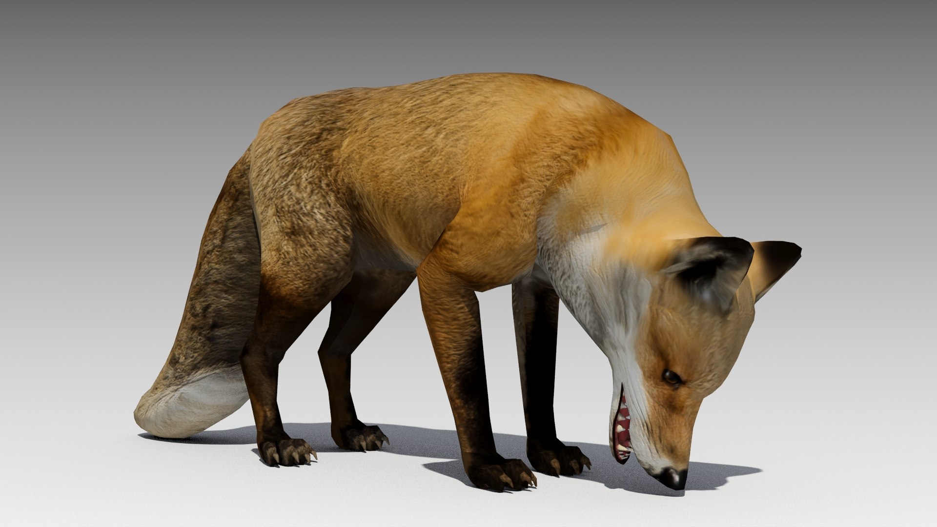 3d Red Fox Animations