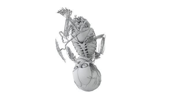 modelo 3d Anatomía del feto Semana 39 Estático - TurboSquid 1832190