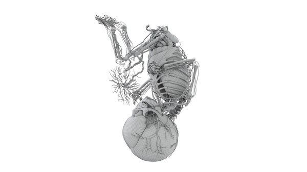 modelo 3d Anatomía del feto Semana 39 Estático - TurboSquid 1832190