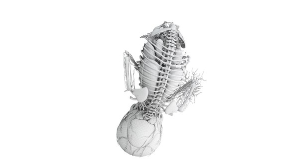 modelo 3d Anatomía del feto Semana 39 Estático - TurboSquid 1832190