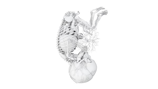 modelo 3d Anatomía del feto Semana 39 Estático - TurboSquid 1832190