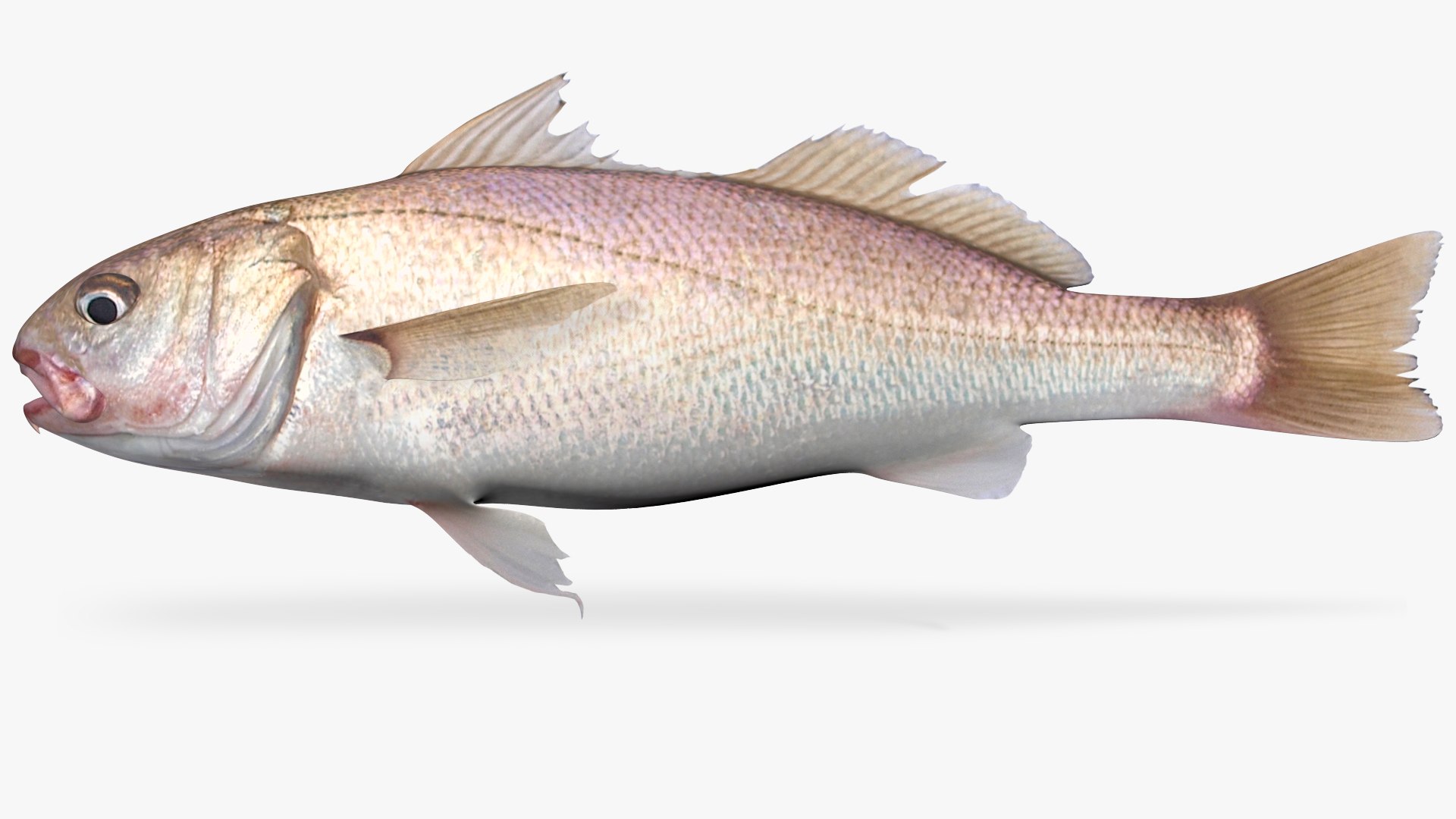 White Croaker 3D model - TurboSquid 1739314
