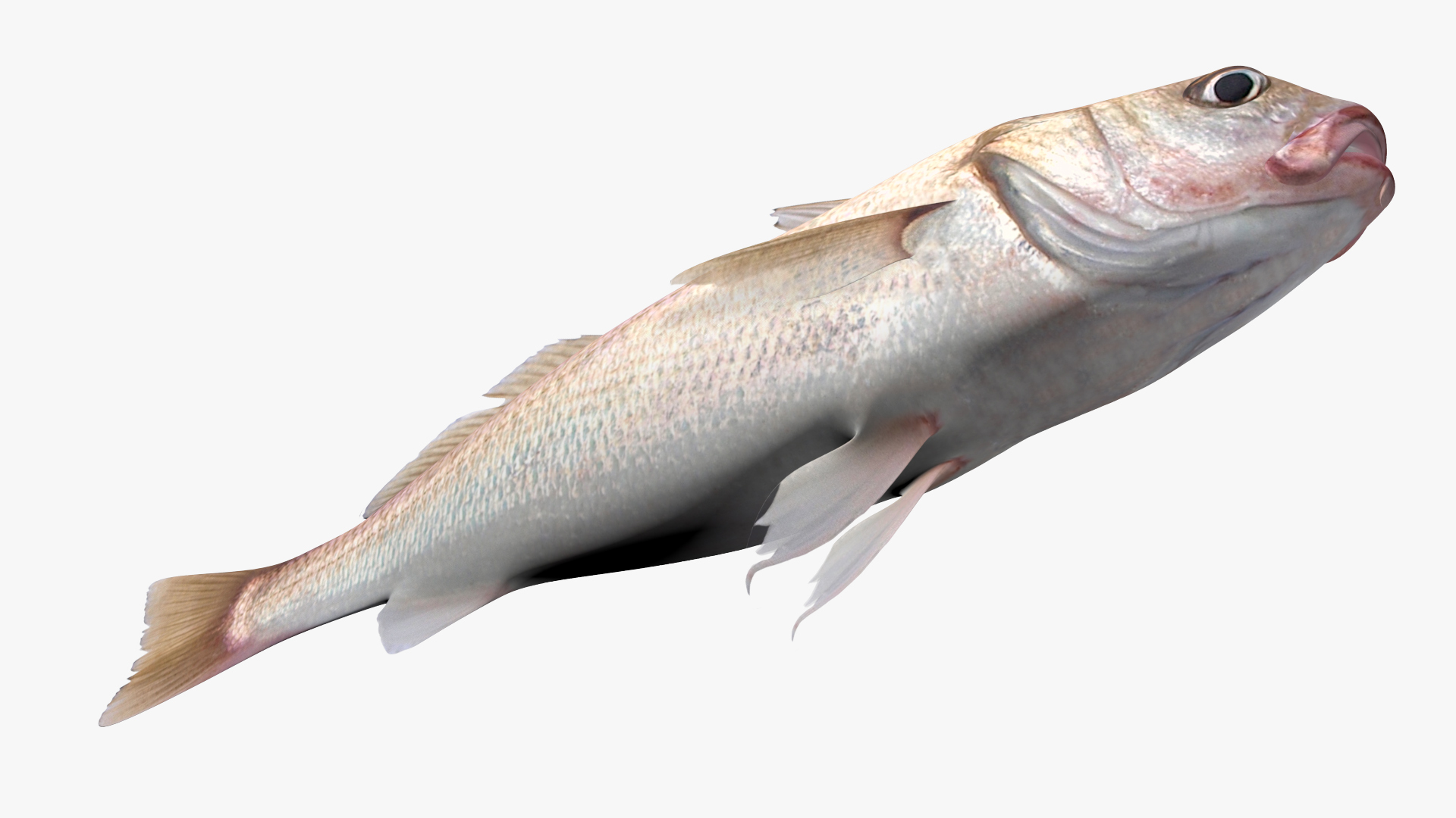 White Croaker 3D model - TurboSquid 1739314