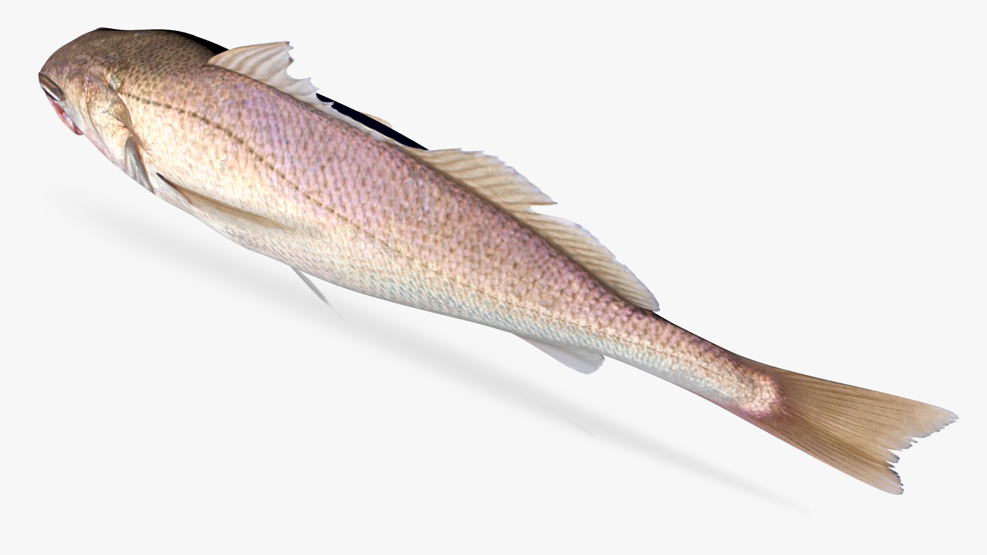 White Croaker 3D model - TurboSquid 1739314