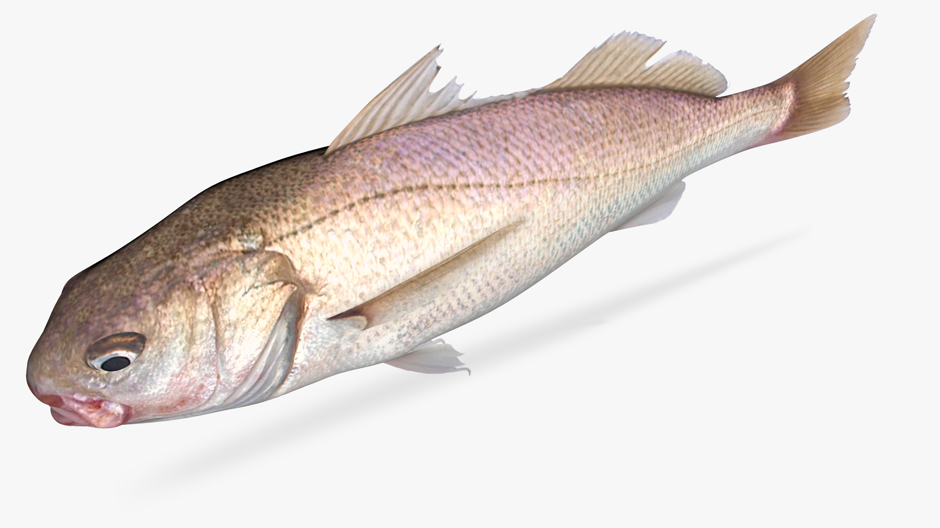 White Croaker 3D model - TurboSquid 1739314