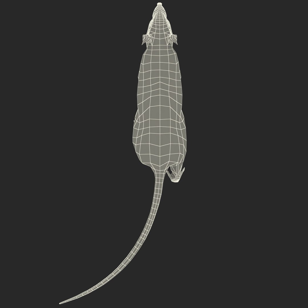 Rat Rodent Modelled C4d