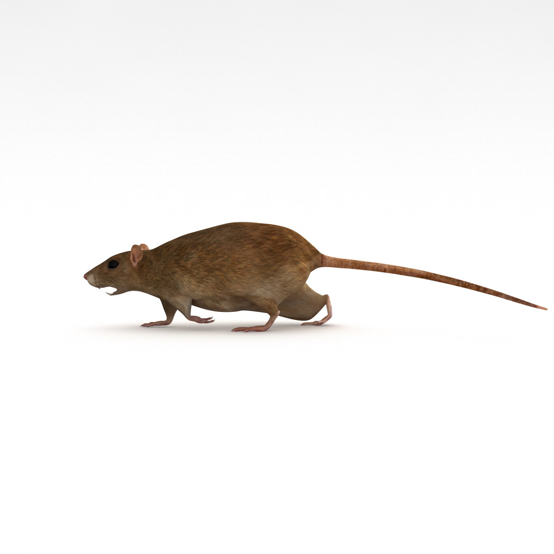 rat rodent modelled c4d