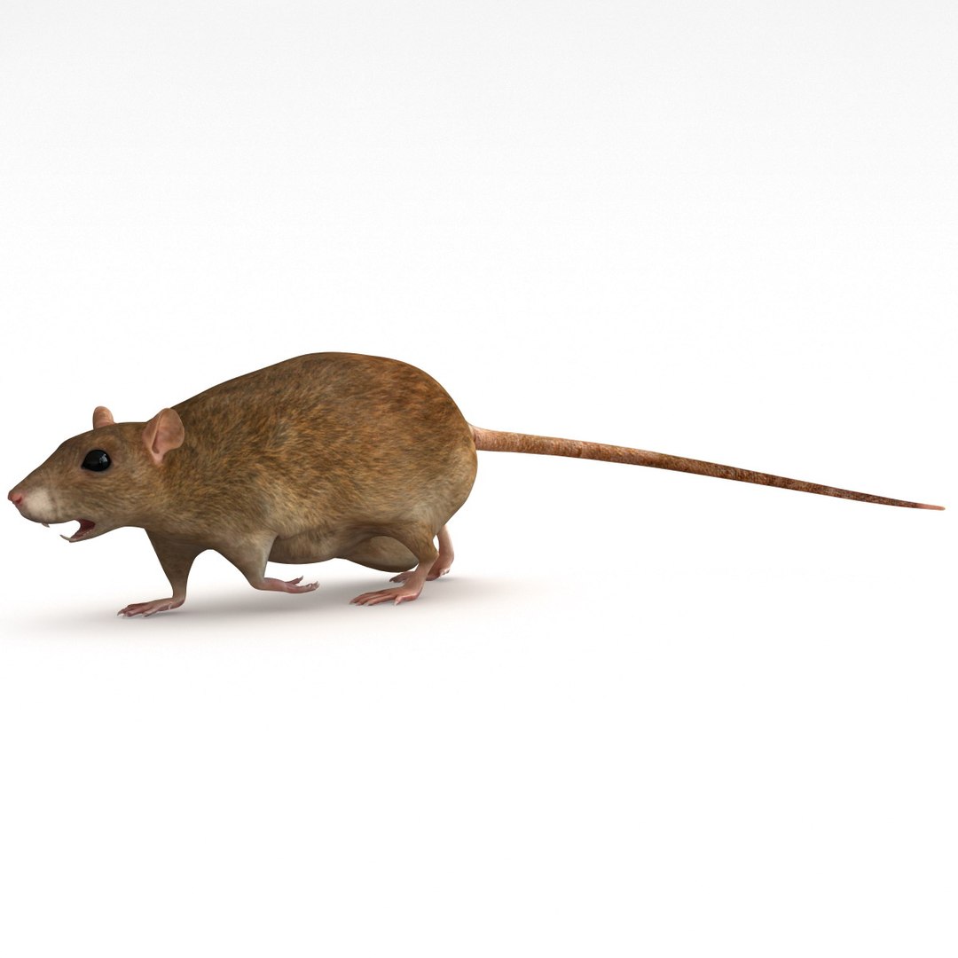 rat rodent modelled c4d