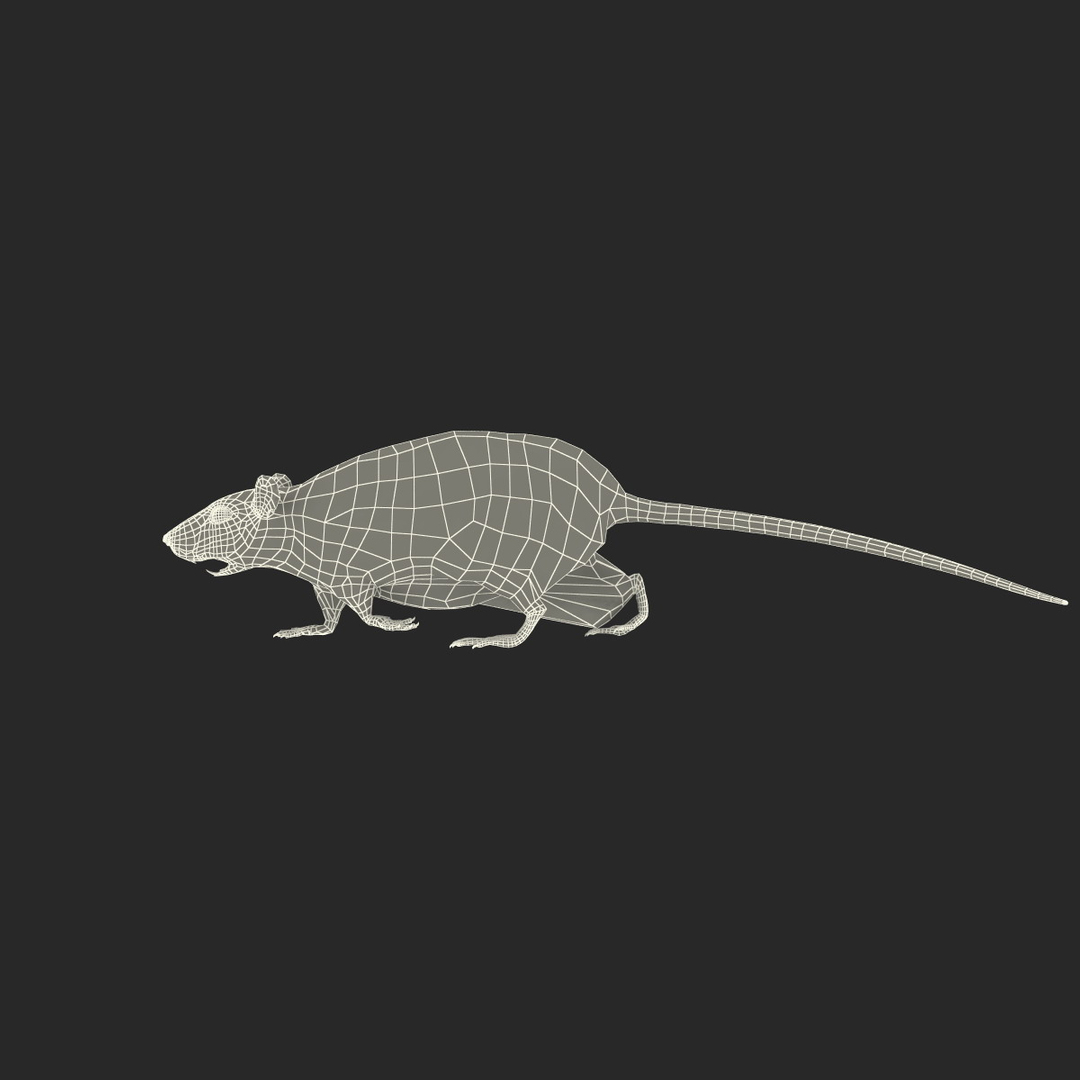 rat rodent modelled c4d