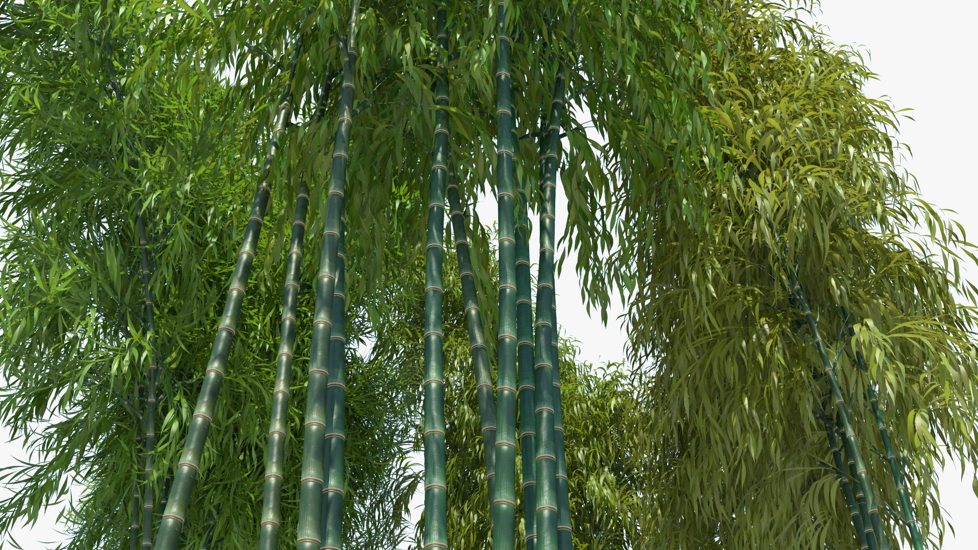 Bamboo 3D - TurboSquid 1505548
