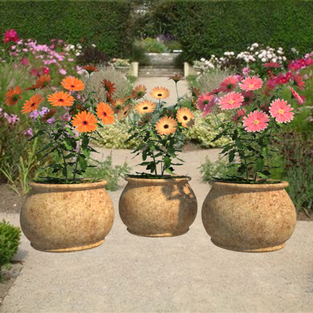 daisy plants pot flowers max