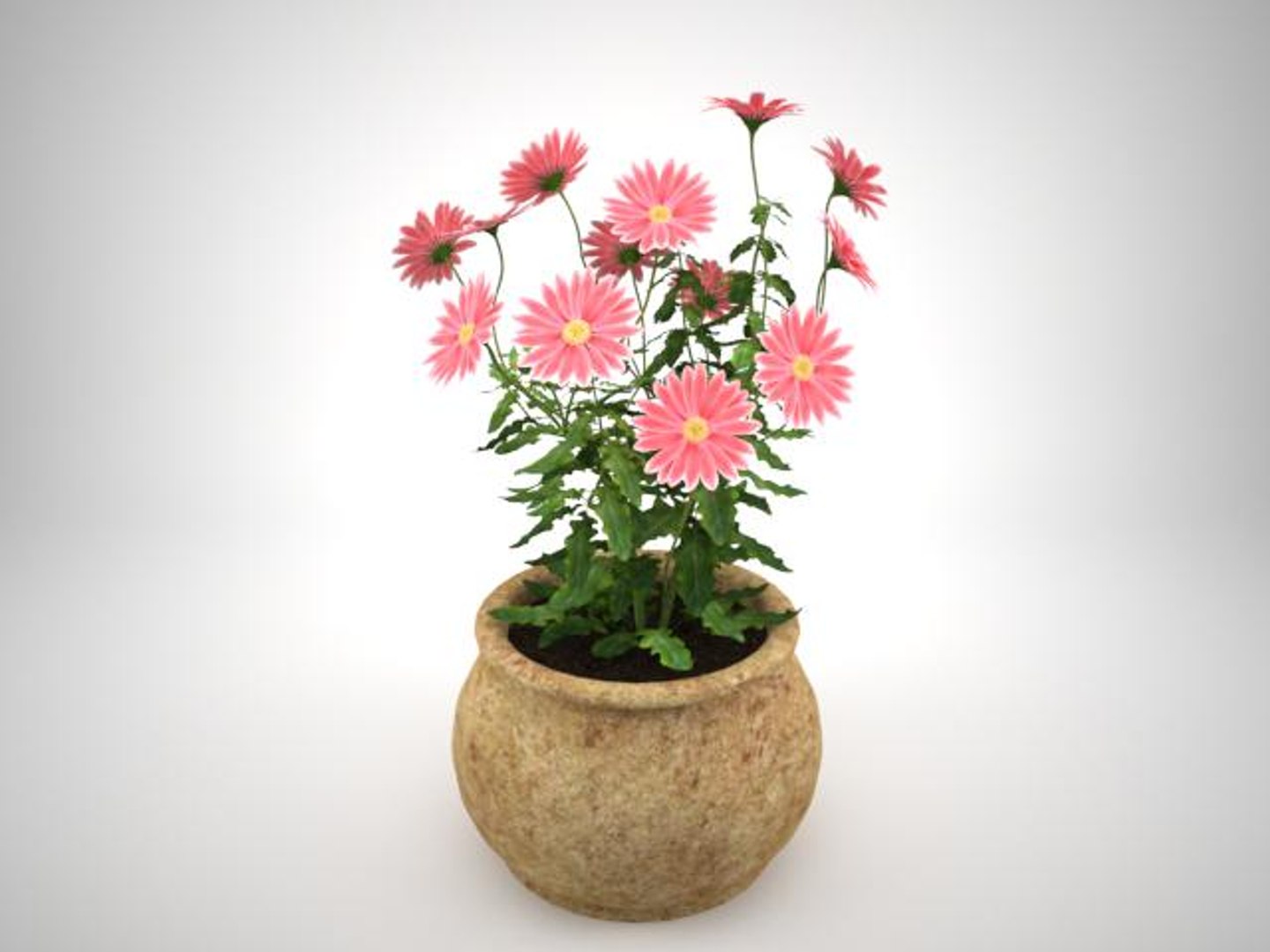 daisy plants pot flowers max