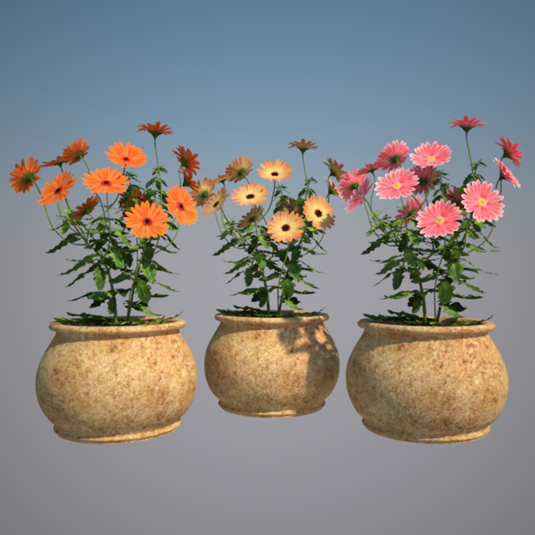 daisy plants pot flowers max