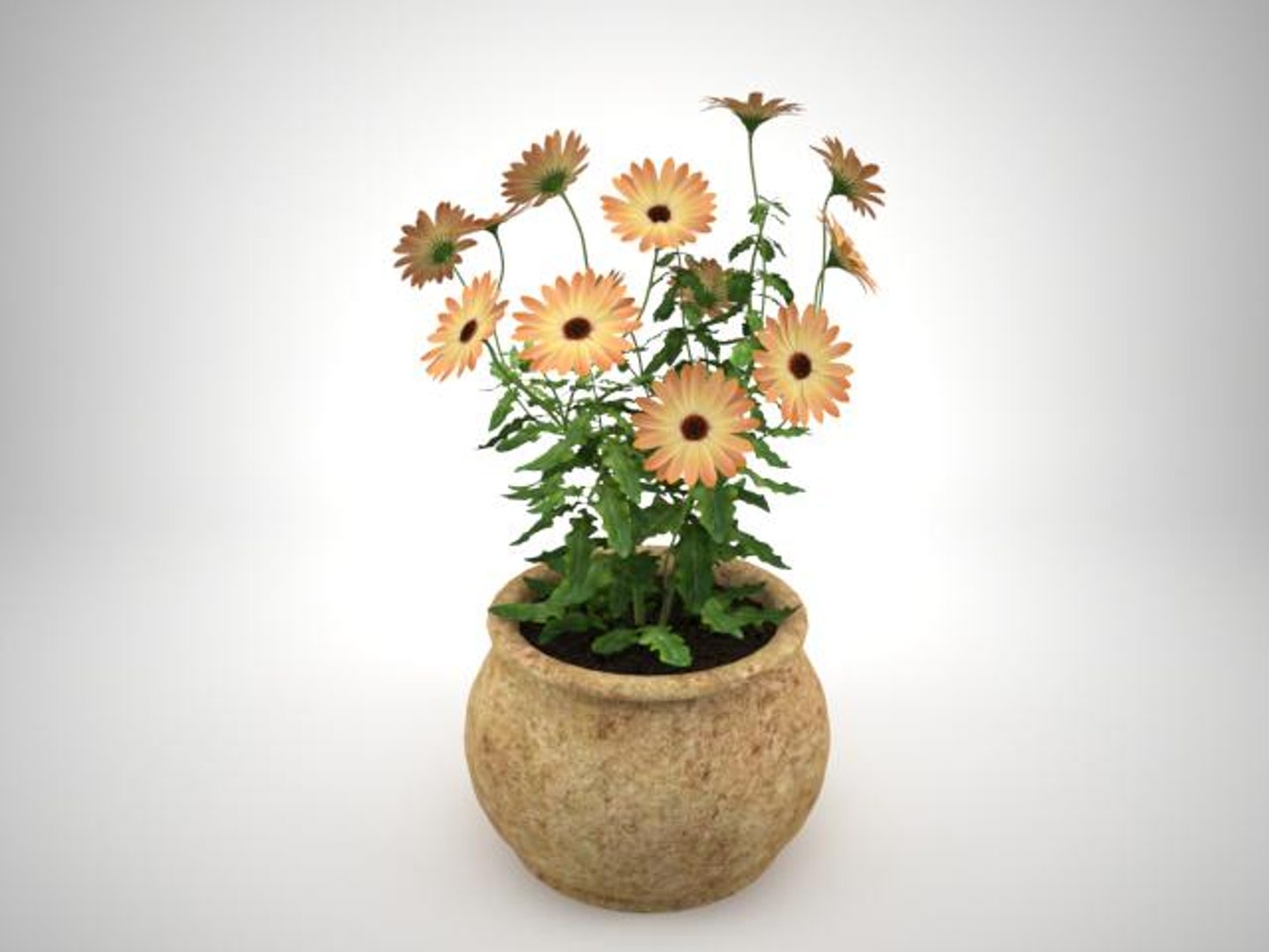 daisy plants pot flowers max