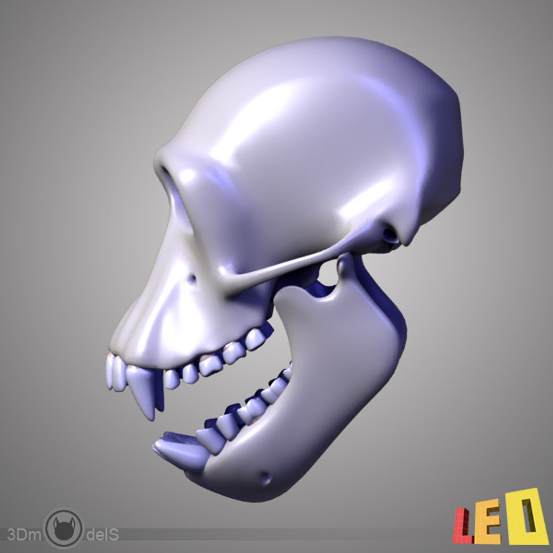 3ds realistic chimpanzee skull