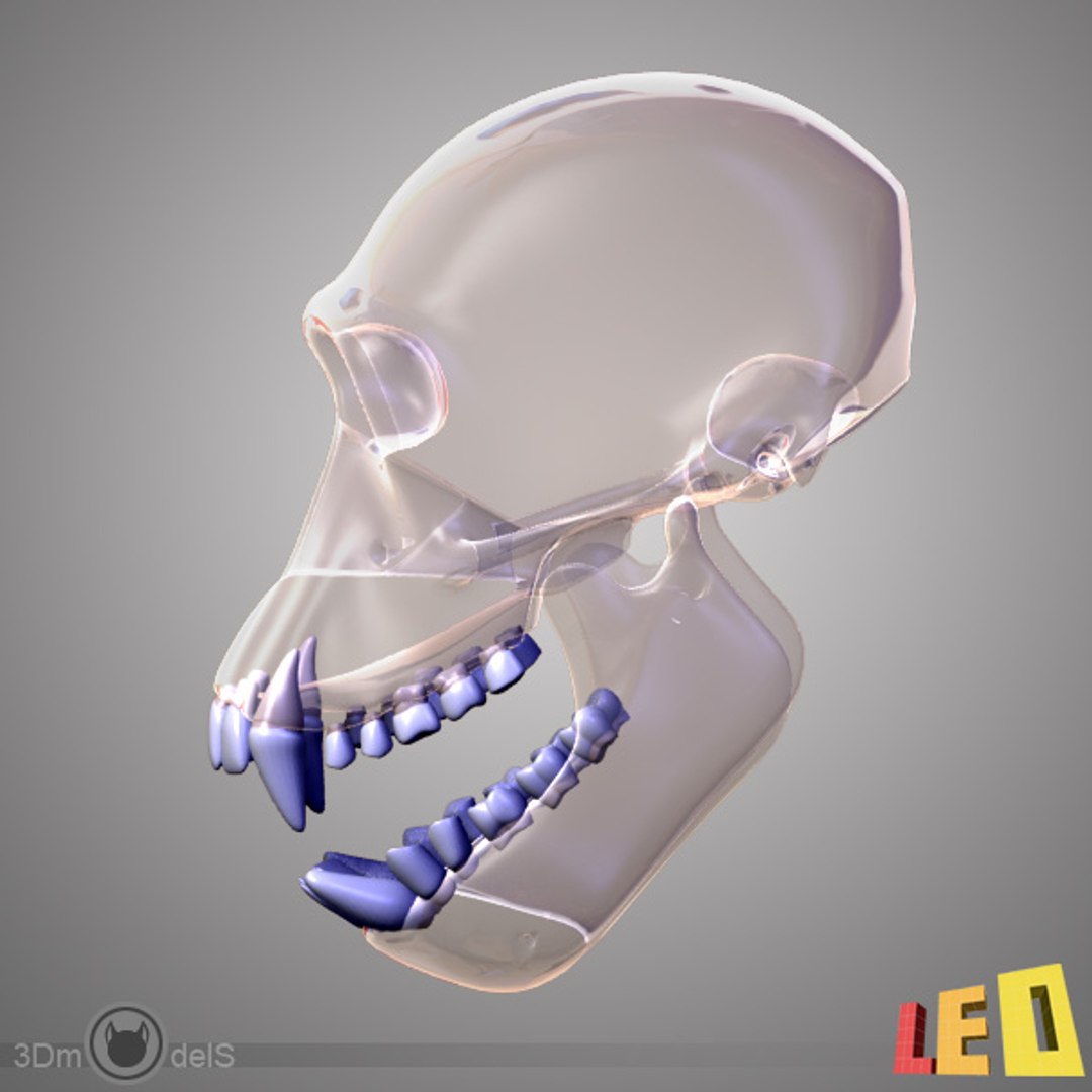 3ds realistic chimpanzee skull