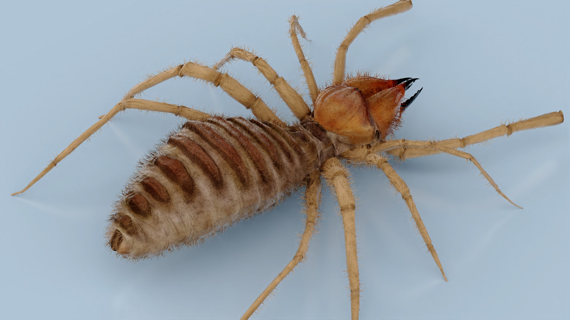 3D Model Monstrous Solifugae - TurboSquid 2081300